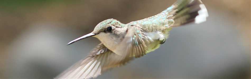 Google Hummingbird Explained | Digital Marketing Magazine